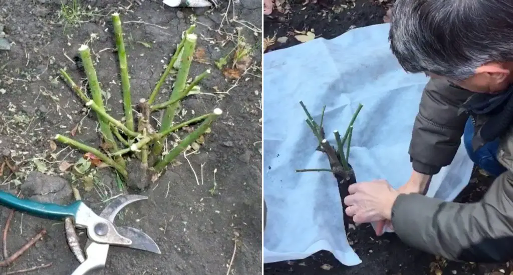 How to Protect Rose Bushes in Fall to Prevent Winter Freezing – Organic ...