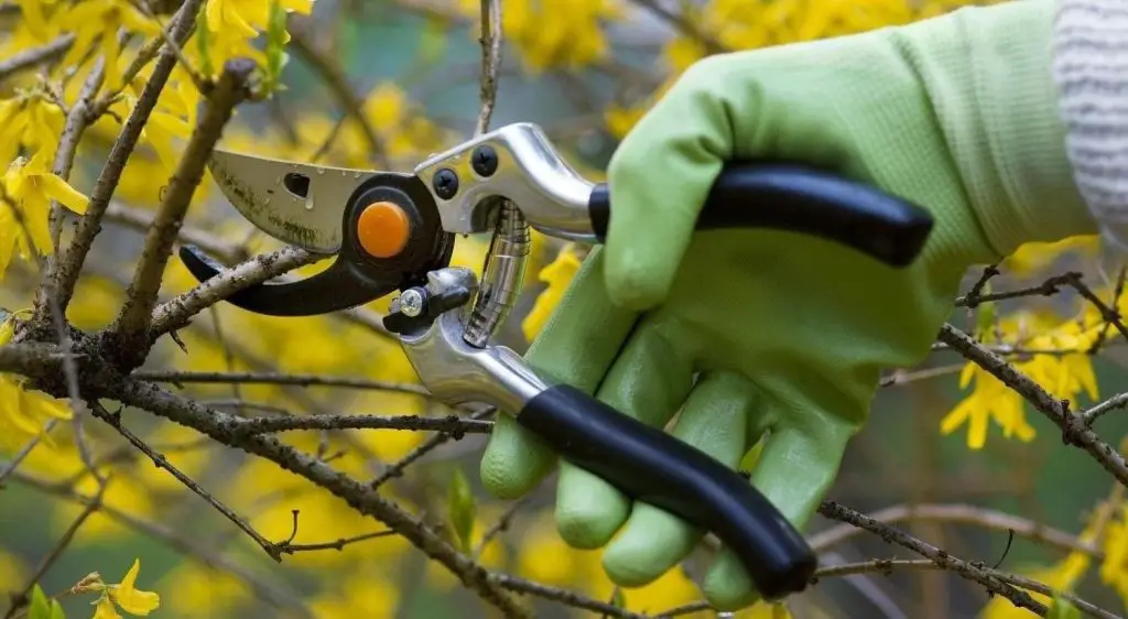 Essential Autumn Pruning: Trees and Plants to Prepare for a Bountiful Next Season – Organic ...