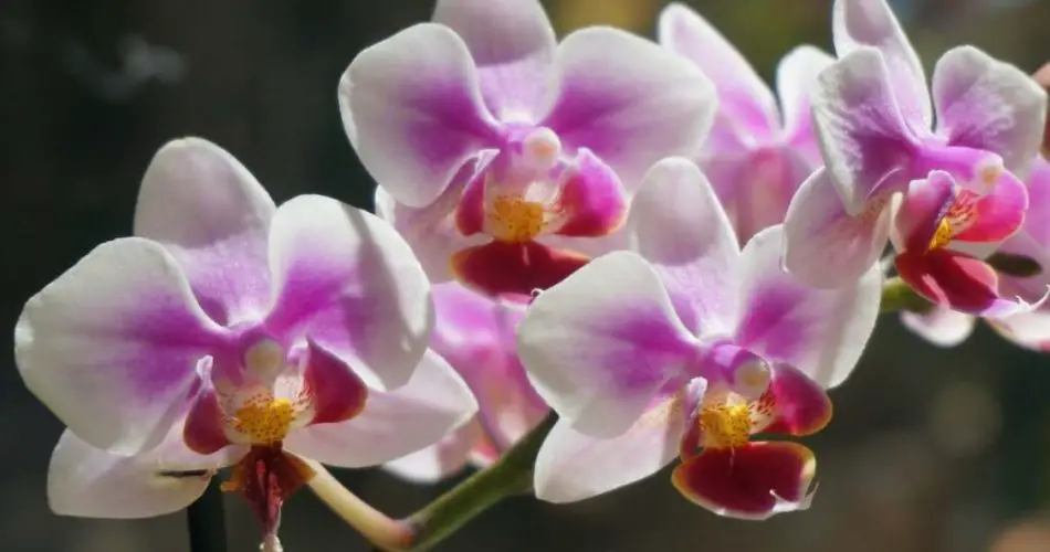 How to Multiply Orchids Without Spending a Penny: My Simple Method ...