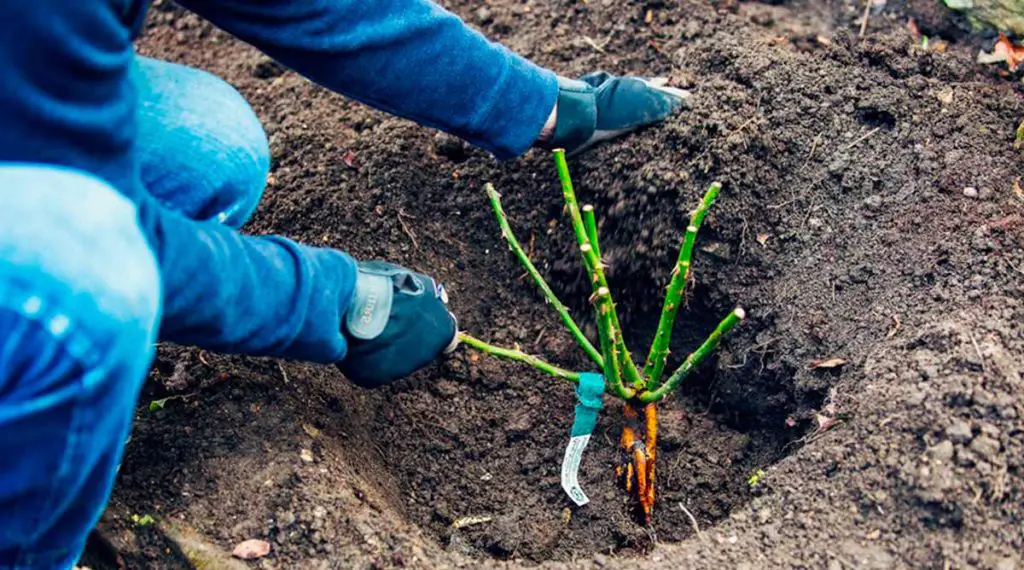 Autumn Planting of Roses: A Guide to Lush Flowering – Organic Gardening ...