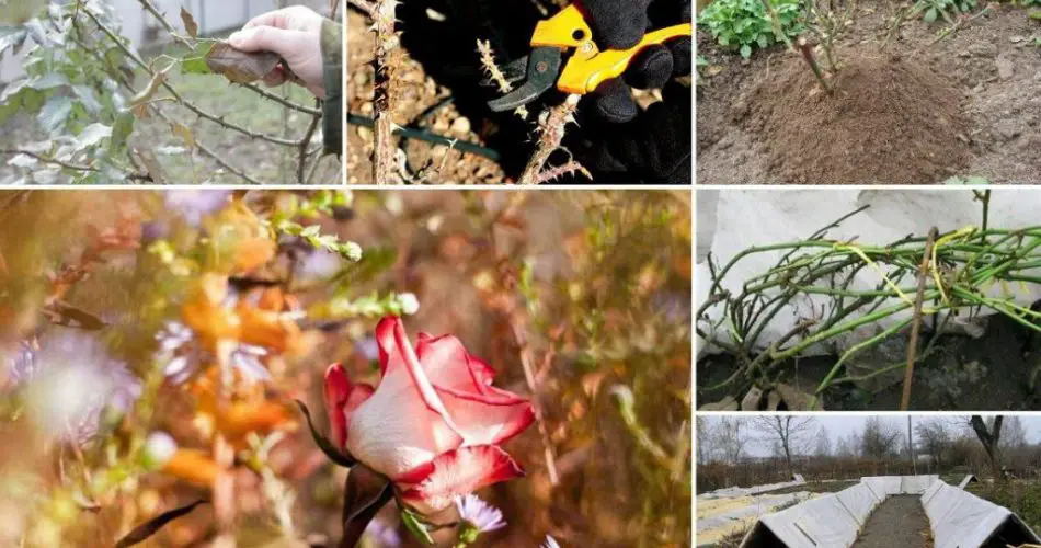 Preparing Roses for Winter: Why You Should Always Remove Leaves ...