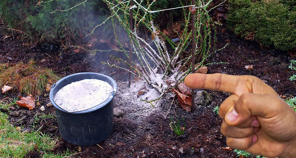 Preparing Roses for Winter: Essential Care and Feeding Methods for ...