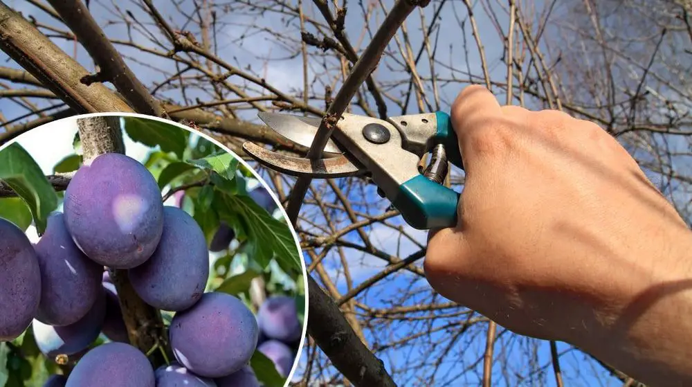 How to Prune Your Plum Tree in Fall for Better Fruit Next Year ...