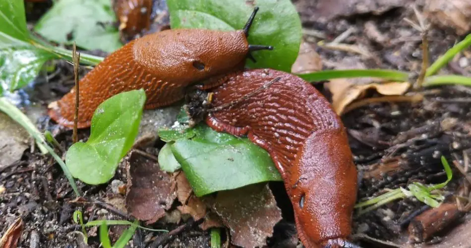 How to Eliminate Slugs in the Fall: Keep Them Out for Good – Organic ...