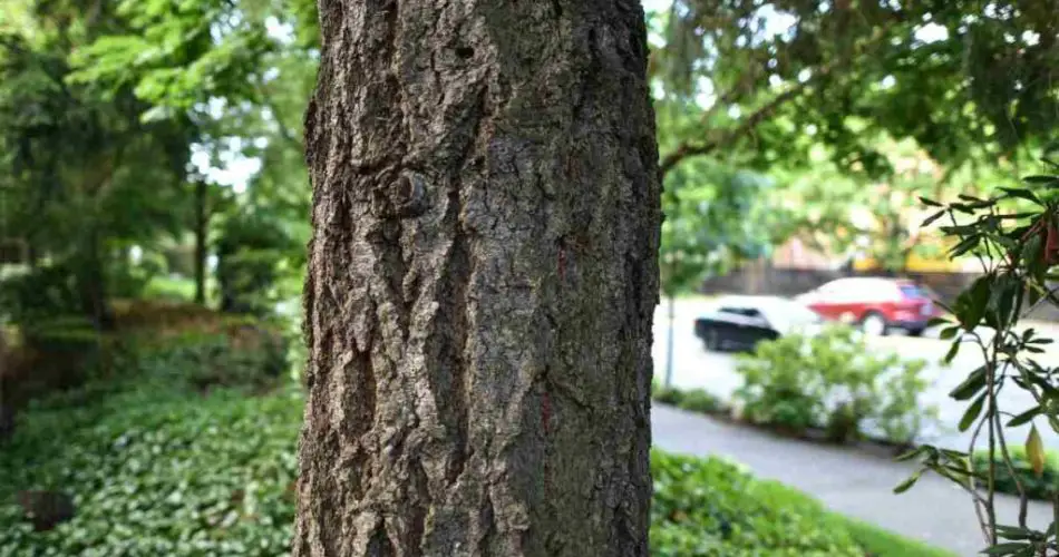 Transform Your Garden with a Simple Tree Trunk: Creative and Stunning ...