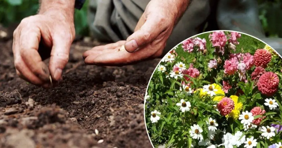 Plant These Flowers Before Winter for Early Spring Blooms – Organic ...