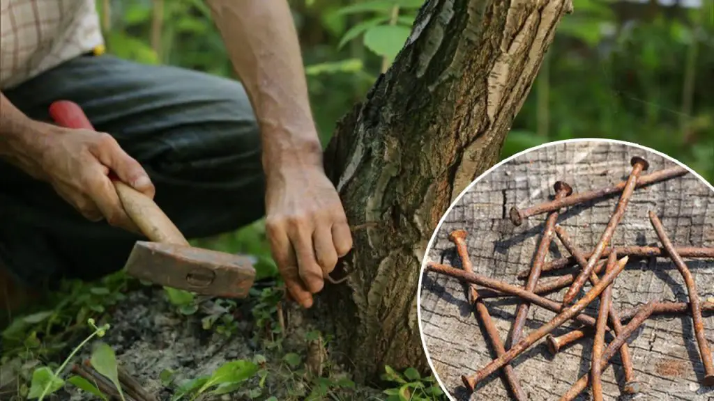 How to Properly Drive Nails into Fruit Trees and Why You Should Do It ...