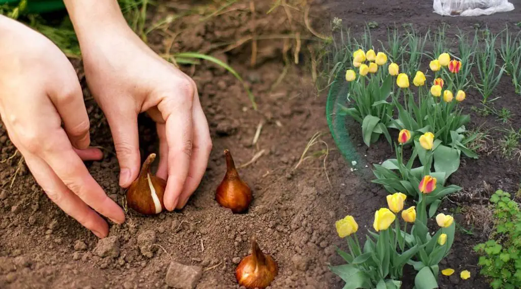 Planting Tulips for Spring: Essential Tips for a Beautiful Bloom ...