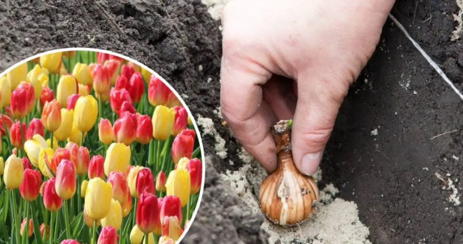 Tulips in Autumn: How to Plant Bulbs for Stunning Spring Blooms ...