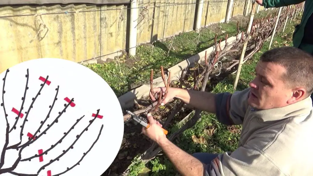 Essential Guide to Pruning Grapes Before Winter: How to Do It Right ...