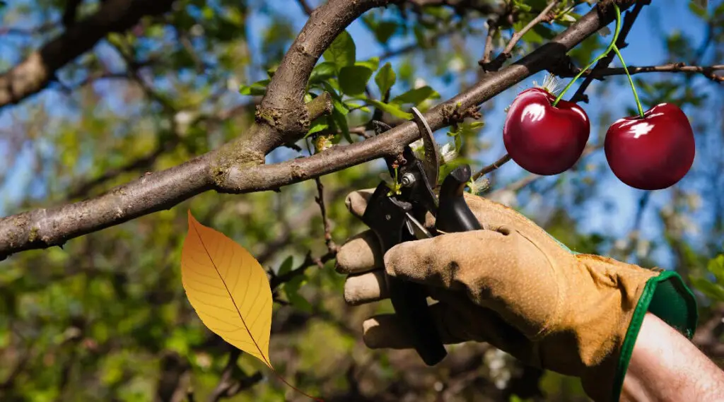 Cherry Tree Care: From Planting to Harvest – A Simple Guide for ...