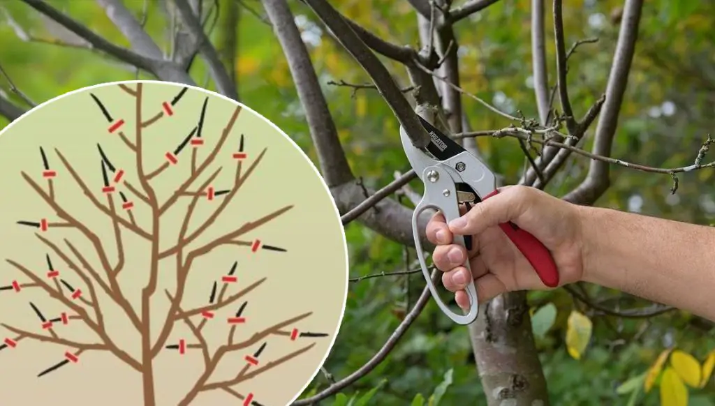 Autumn Pruning of Apple Trees: Secrets to a Bountiful Harvest Next Year ...