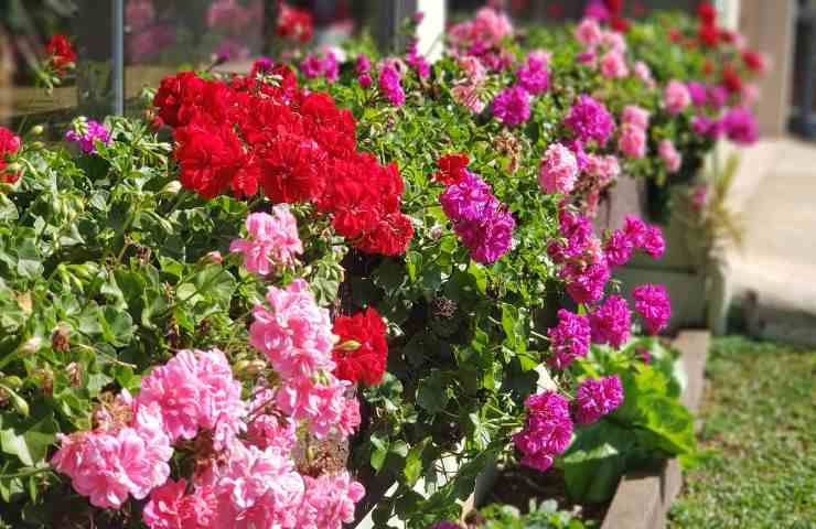 How to Care for Geraniums in Spring for Exceptional Blooming – Organic ...
