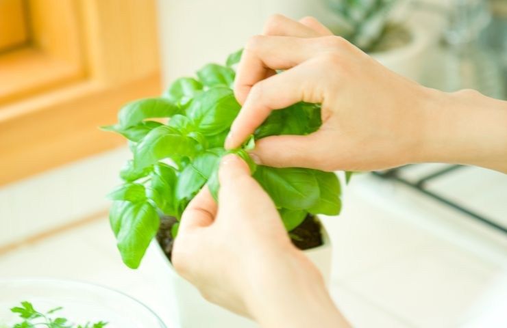 The Perfect Moment to Harvest Basil: Key Tips for a Bountiful and ...
