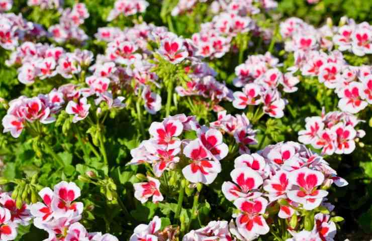 Geraniums: How to Reproduce Them Infinitely with Just One Simple Trick ...