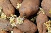 Goodbye Sprouting Potatoes: A Simple Trick to Keep Them Fresh for Weeks ...