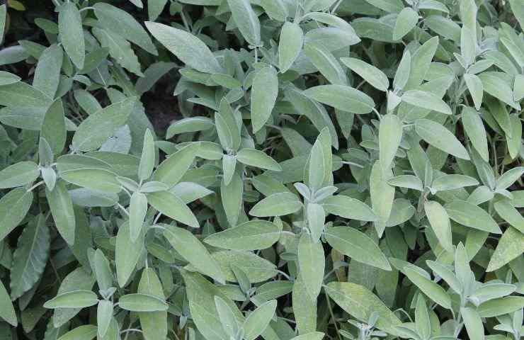 The Ultimate Guide to Pruning Sage: Simple Steps for a Healthier Plant ...
