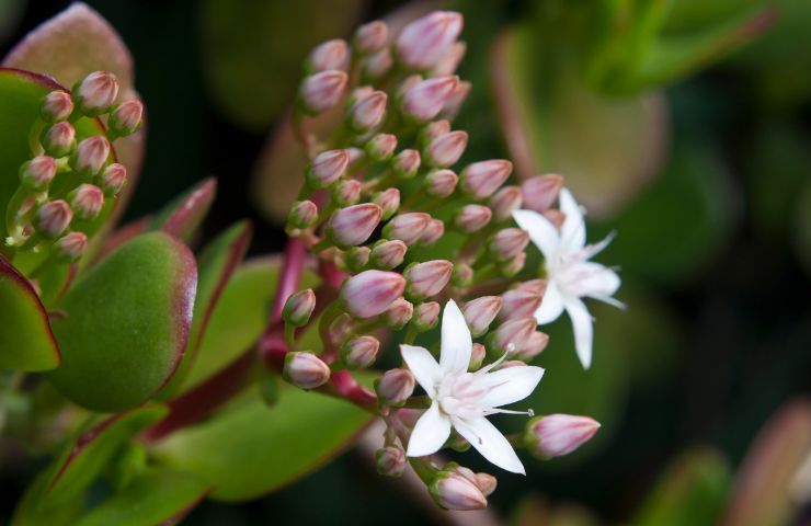 Helping the Jade Tree Bloom: A Guide to Bringing Luck and Beauty to ...
