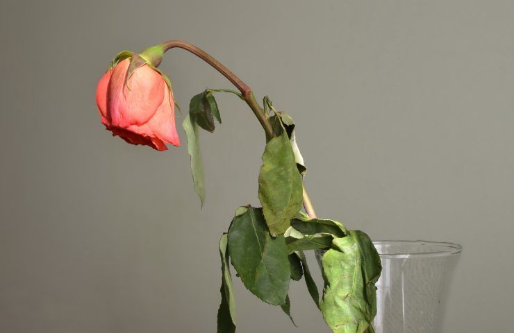 How to Grow a New Plant from a Rotten Rose: A Gardener’s Secret ...