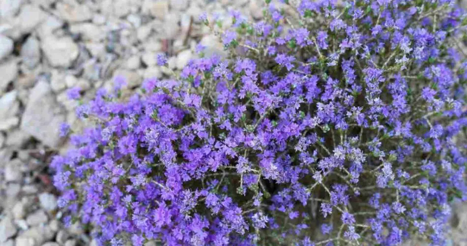 Aubrezia: The Purple Flowering Plant Your Garden Needs – Organic ...