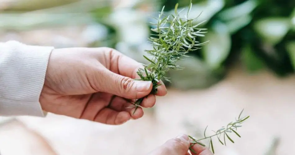 How to Preserve Rosemary: Two Effective Methods to Keep It Fresh ...