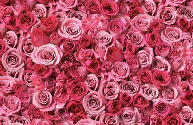 The Gardener’s Secret to Multiplying Roses Infinitely – Organic ...