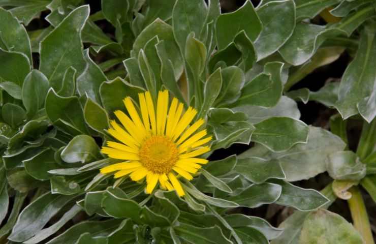 🌼 The Canary Island Daisy: The Must-Have Spring Plant! 🌿 – Organic ...