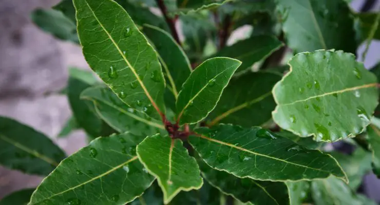 🌿 Laurel Plant Care & Cultivation: A Versatile Ally for Your Home ...