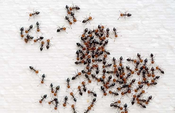 🐜🏡Bye-Bye Ants! Keep Them Away with These Genius Tricks—No Harm Needed ...