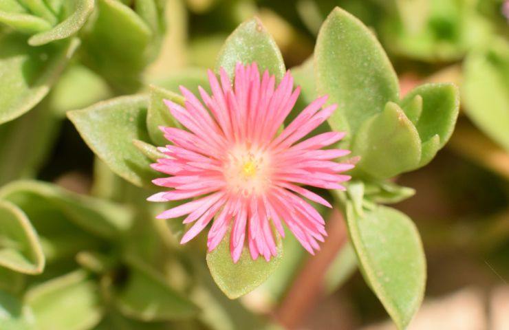 🌸Aptenia: The Must-Have Plant for Spring and How to Grow It – Organic ...