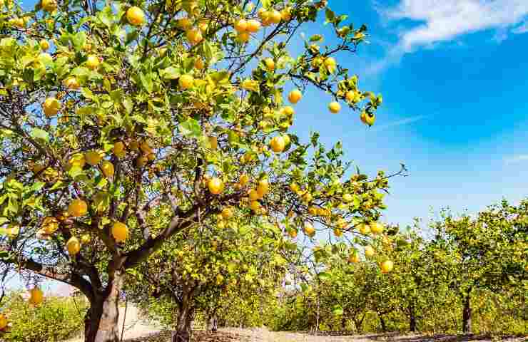 How to Grow a Thriving Lemon Tree with These Simple Tips 🍋🌳 – Organic ...