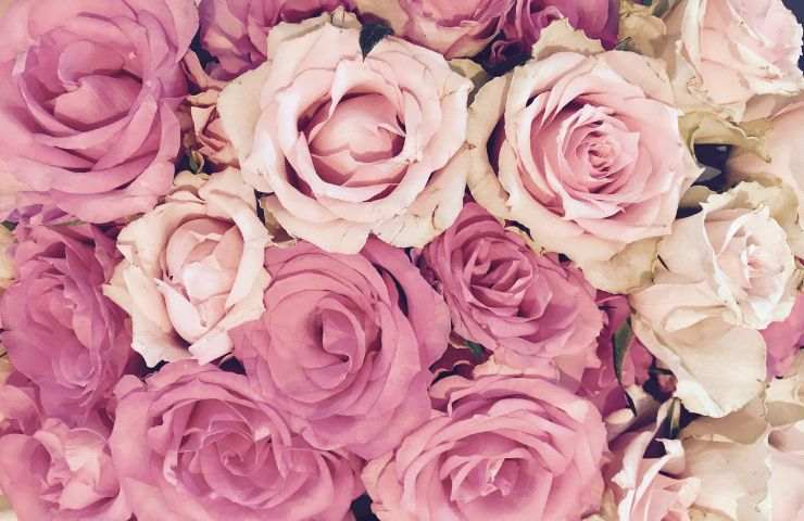 🌹 How to Prevent Miniature Roses from Wilting: Simple Yet Effective ...