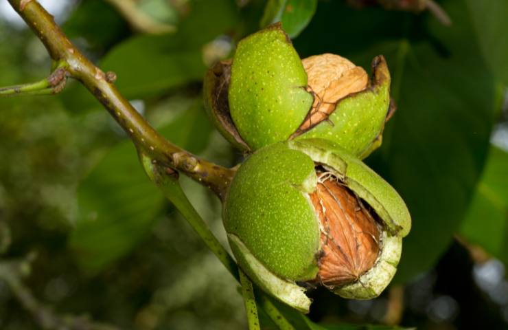 🌱 How to Grow a Walnut Tree from a Single Nut – Organic Gardening Tricks