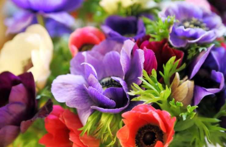 🌸 How to Grow Beautiful Anemones at Home in Just a Few Steps – Organic ...