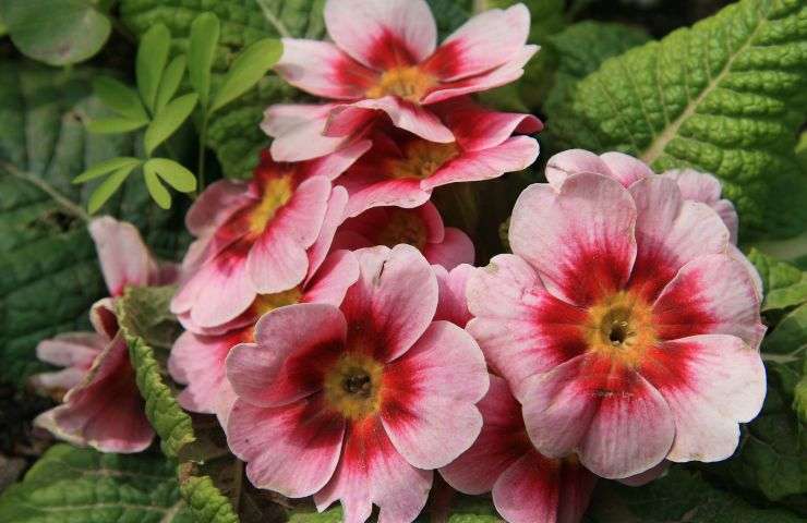 🌸 Primrose Varieties: The Most Stunning One & How to Care for It ...