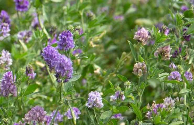 🌿 Best Plants to Help the Ecosystem and Attract Wonderful Creatures ...