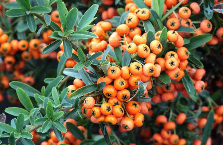 🔥 Pyracantha: The Stunning Firethorn Plant You Need in Your Home or ...
