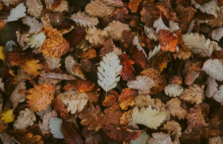 🍂 Genius Ways to Reuse Dry Leaves Instead of Throwing Them Away ...