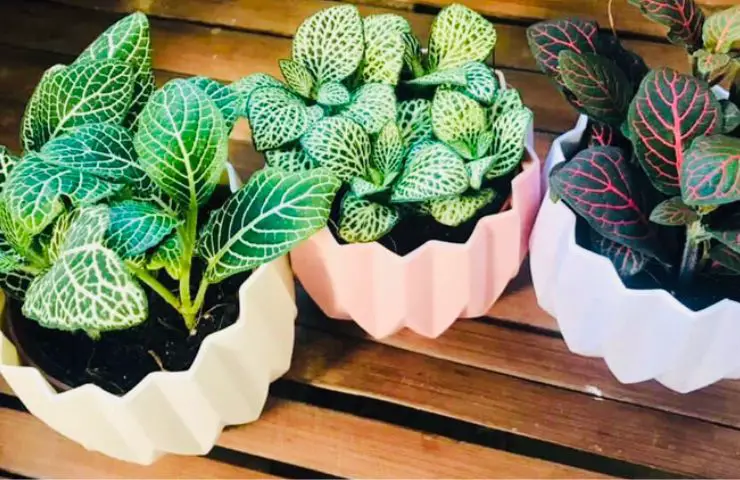 🌿 How to Grow and Care for Fittonia: The Plant with Unique and Stunning ...