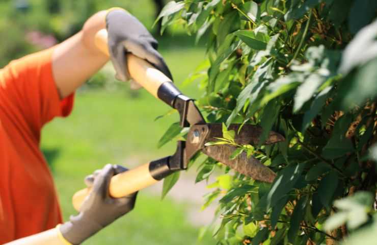 🌿 The Secret to a Perfect Hedge: Care & Pruning Tips for an Impeccable ...