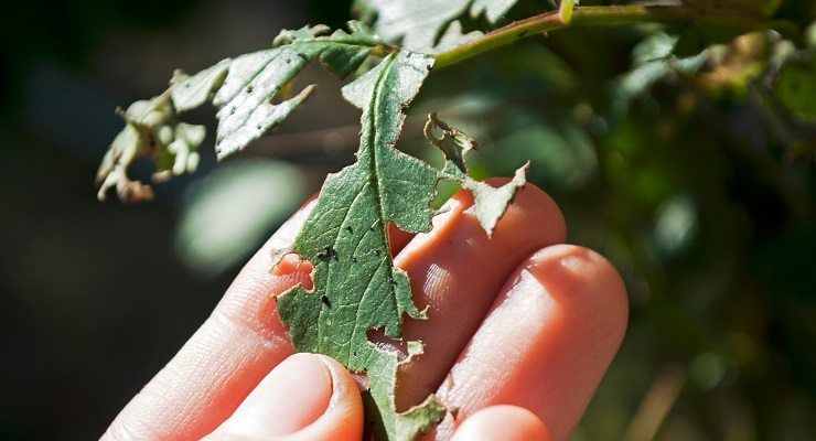 🛑 Beware of These Harmful Plant Parasites – How to Eliminate Them ...