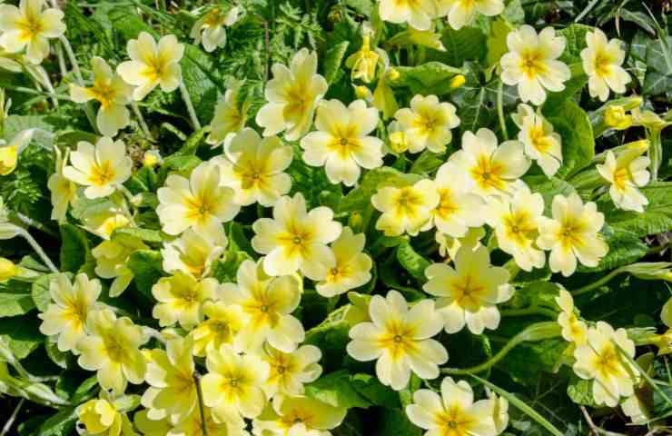 🌼 Primrose: The Miraculous Flower of Spring and Its Hidden Benefits ...